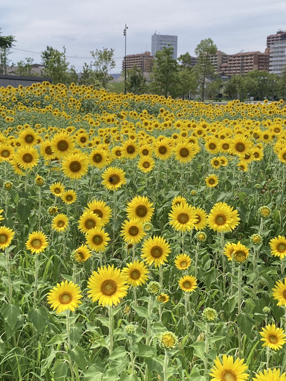 シーパスパーク – 泉大津市の家族向けお出かけスポット | 緑豊かな公園とアクティビティ | 親子の冒険ブログ