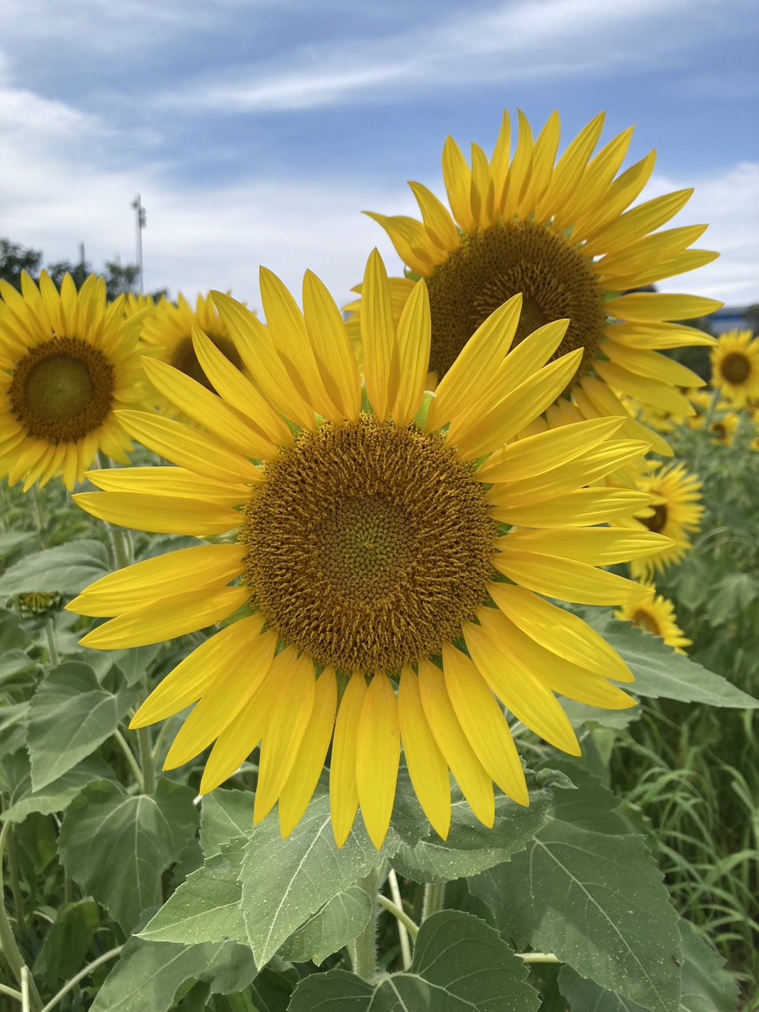 シーパスパーク – 泉大津市の家族向けお出かけスポット | 緑豊かな公園とアクティビティ | 親子の冒険ブログ