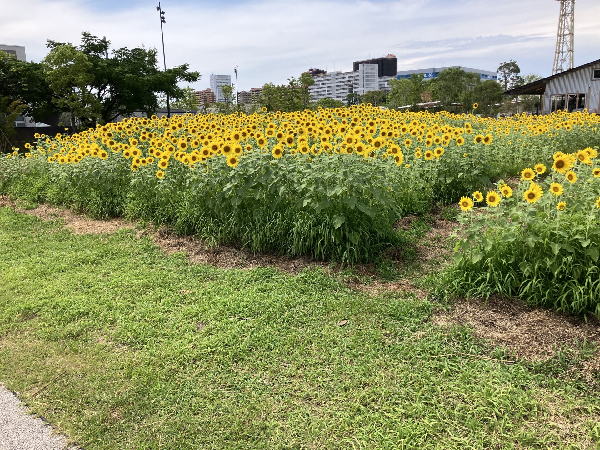 シーパスパーク – 泉大津市の家族向けお出かけスポット | 緑豊かな公園とアクティビティ | 親子の冒険ブログ